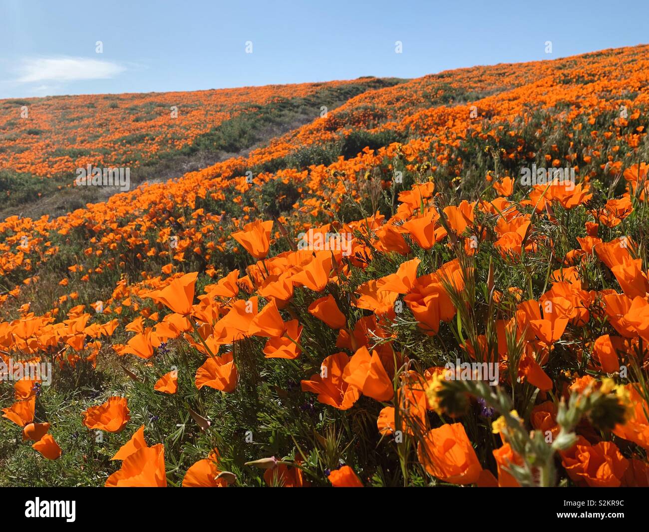 Lancaster Poppies High Resolution Stock Photography and Images - Alamy