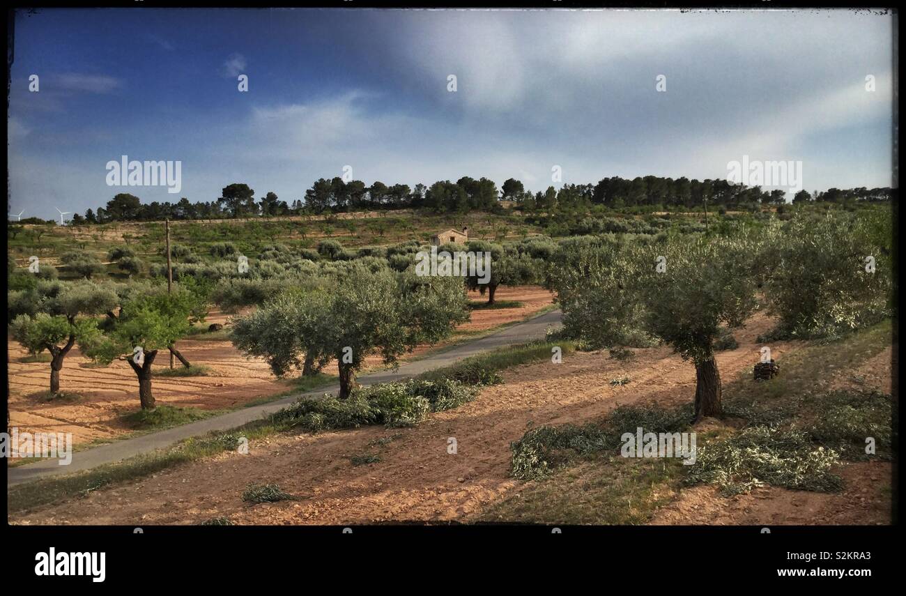 Olive oil farming hi-res stock photography and images - Alamy