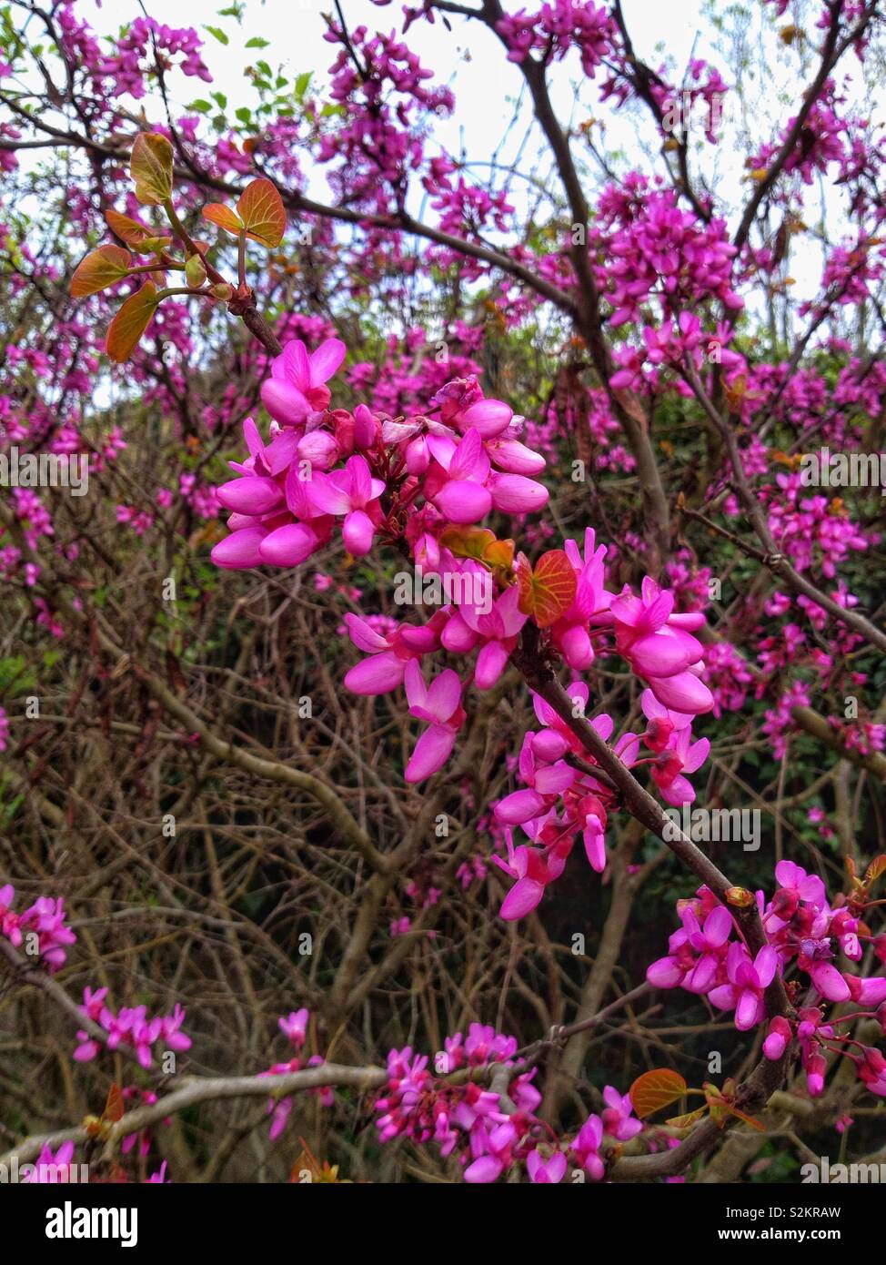 Judas tree in bloom Stock Photo - Alamy