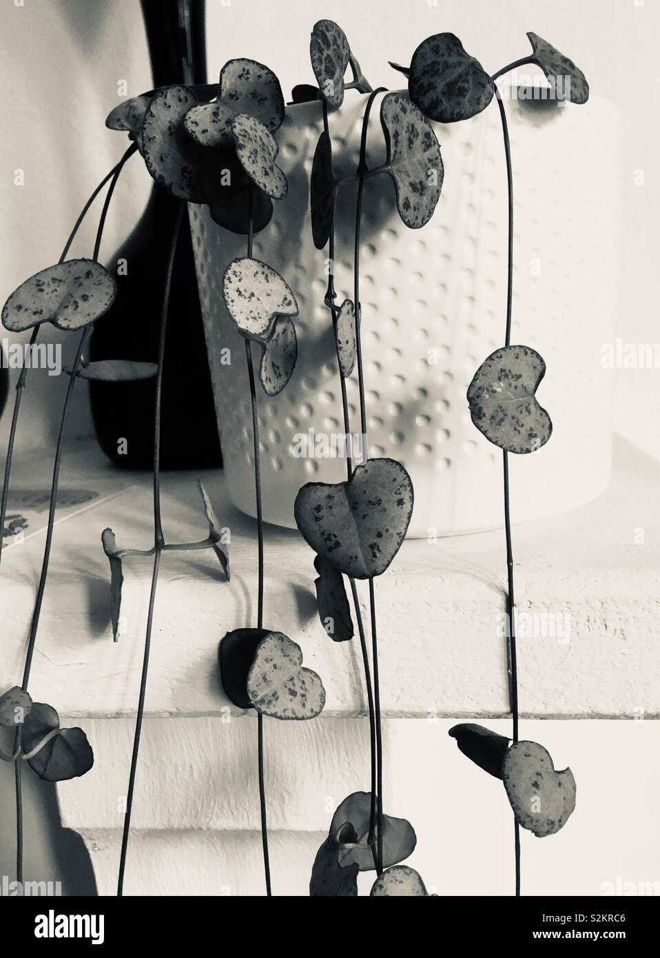 Trailing heart shaped leaves hi-res stock photography and images - Alamy