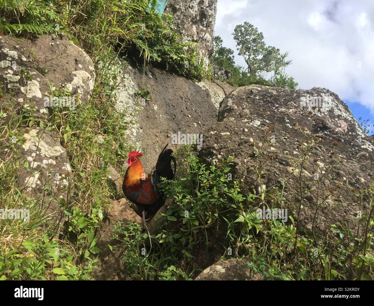 Chicken on cross island trek, Rarotonga, Cook Islands Stock Photo - Alamy