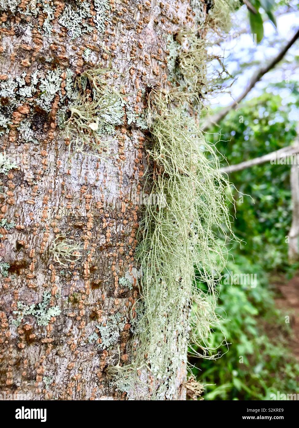 Fuzzy tree hi-res stock photography and images - Alamy