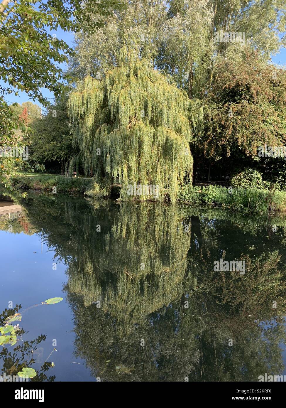 Weeping Willow tree in the sunshine reflected in the water at Beverley ...