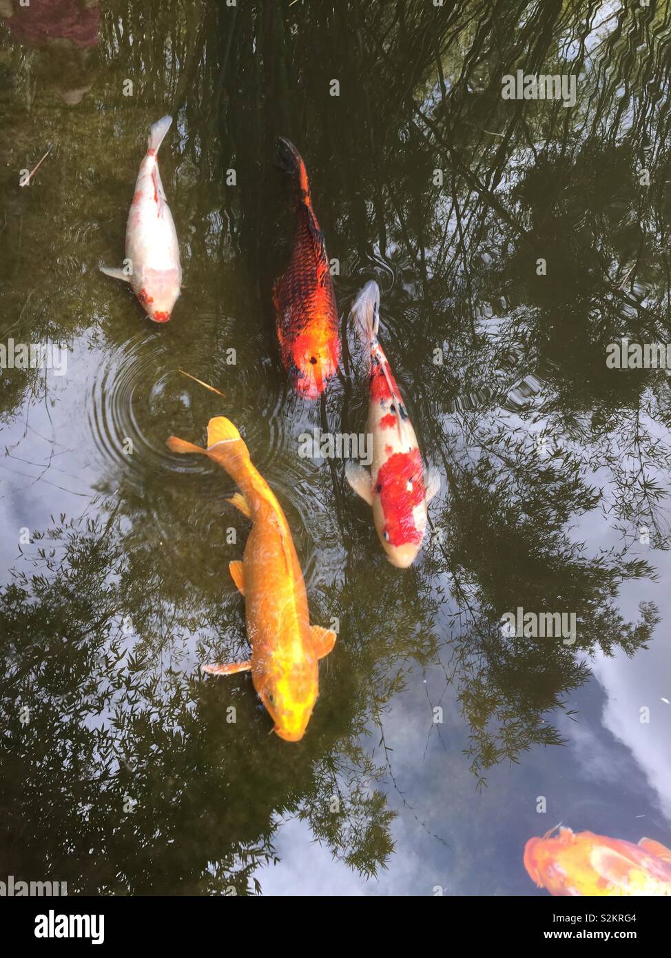 Good luck koi fish hi-res stock photography and images - Alamy