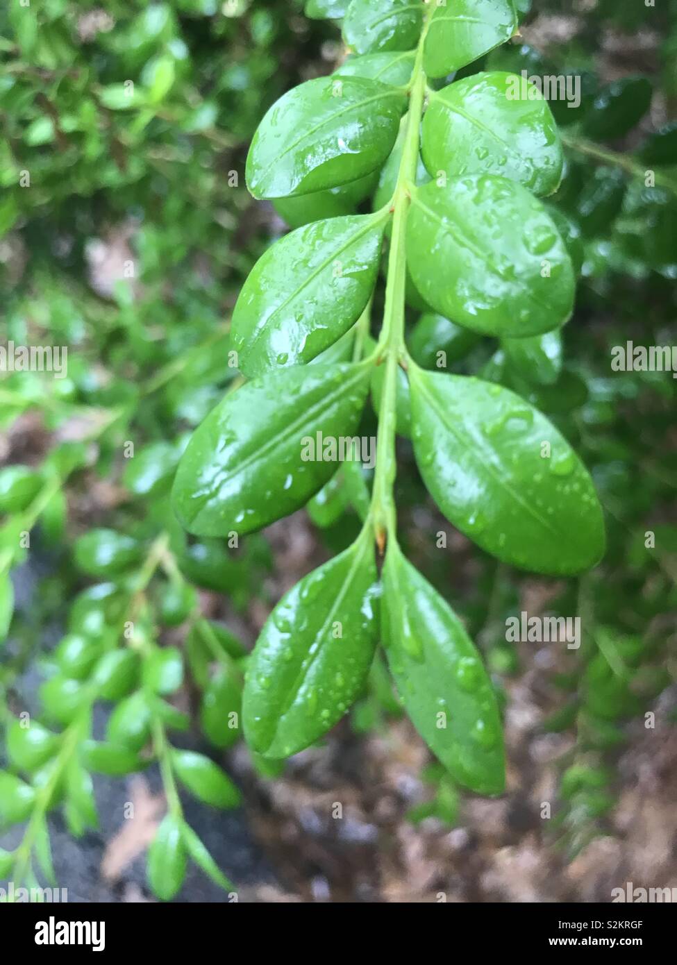 Wet bush hi-res stock photography and images - Alamy