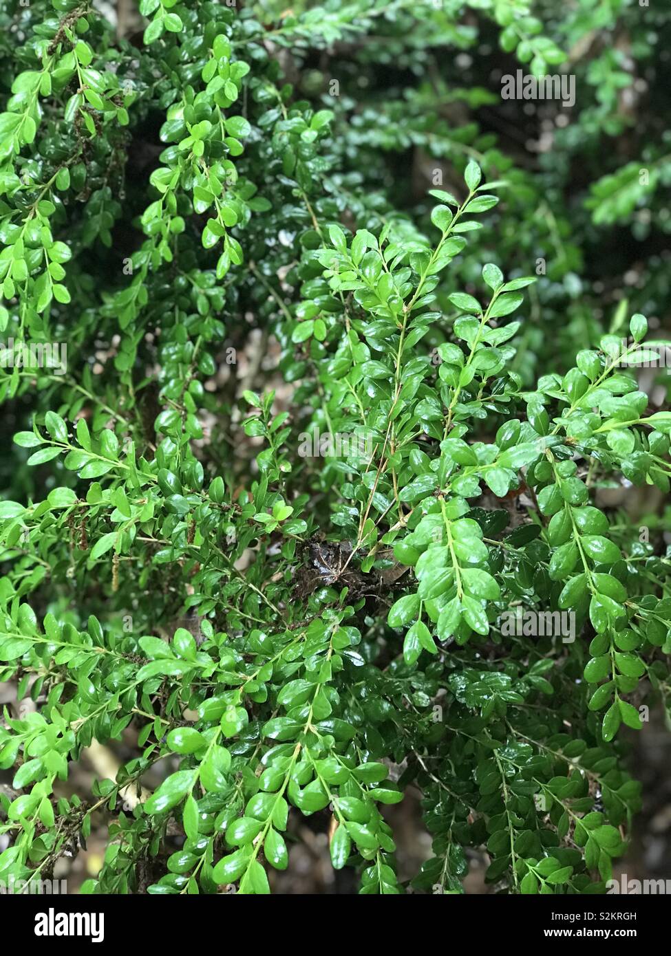 Bush in the rain 2 Stock Photo - Alamy