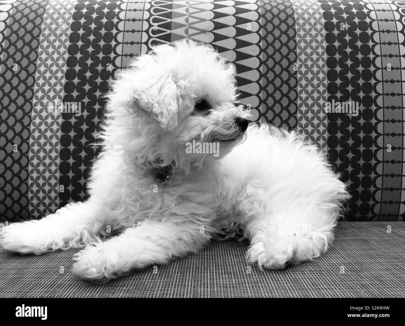 Monochrome shot of furry white puppy sitting on patterned sofa with a ...