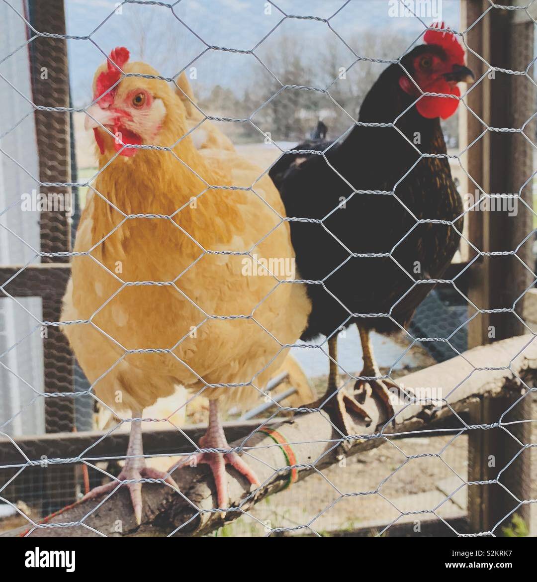 Two hens perched on a stick inside a chicken run Stock Photo - Alamy