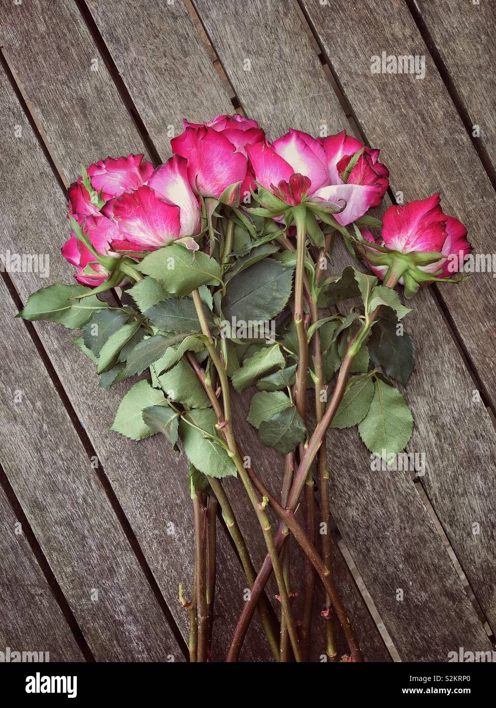 Dead flowers roses hi-res stock photography and images - Alamy