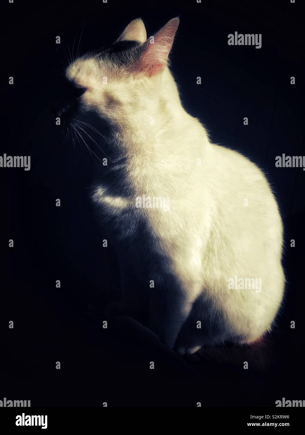 Cat dramatic lighting hi-res stock photography and images - Alamy