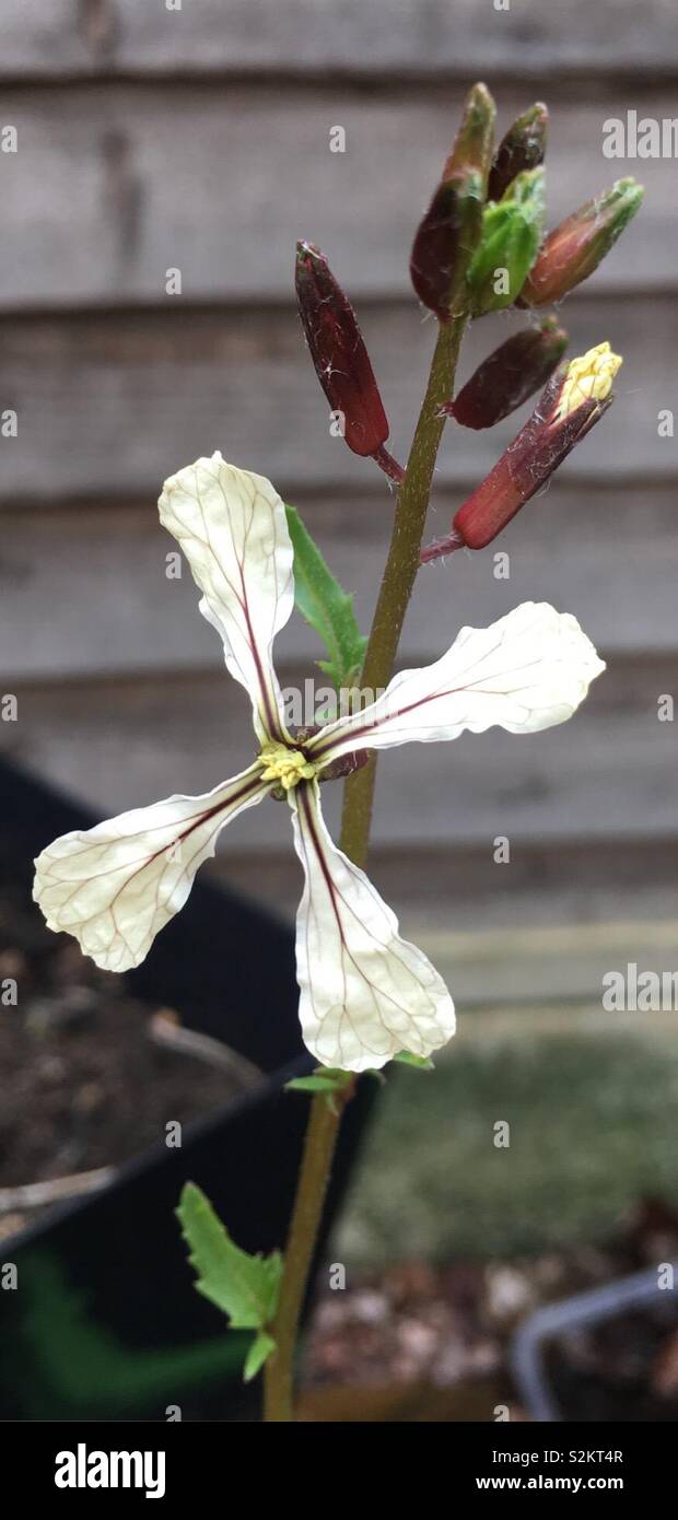 Rocket flower hi-res stock photography and images - Alamy