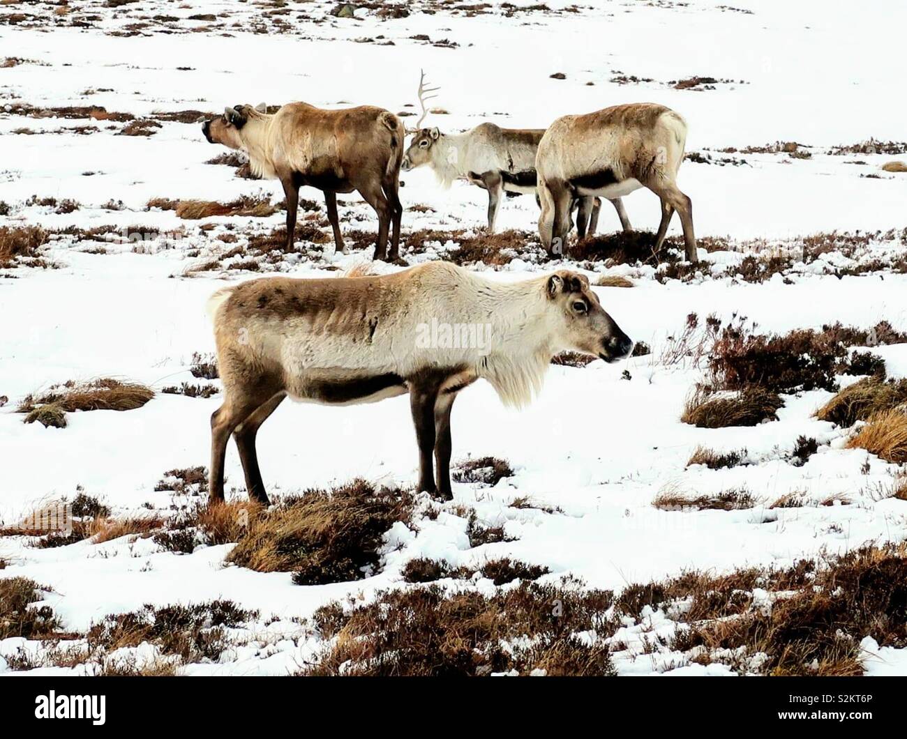Cairngorm reindeer in snow Stock Photo - Alamy