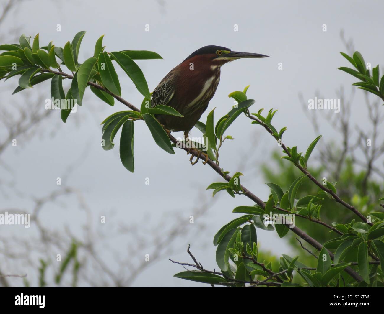 Dominican republic bird hi-res stock photography and images - Alamy