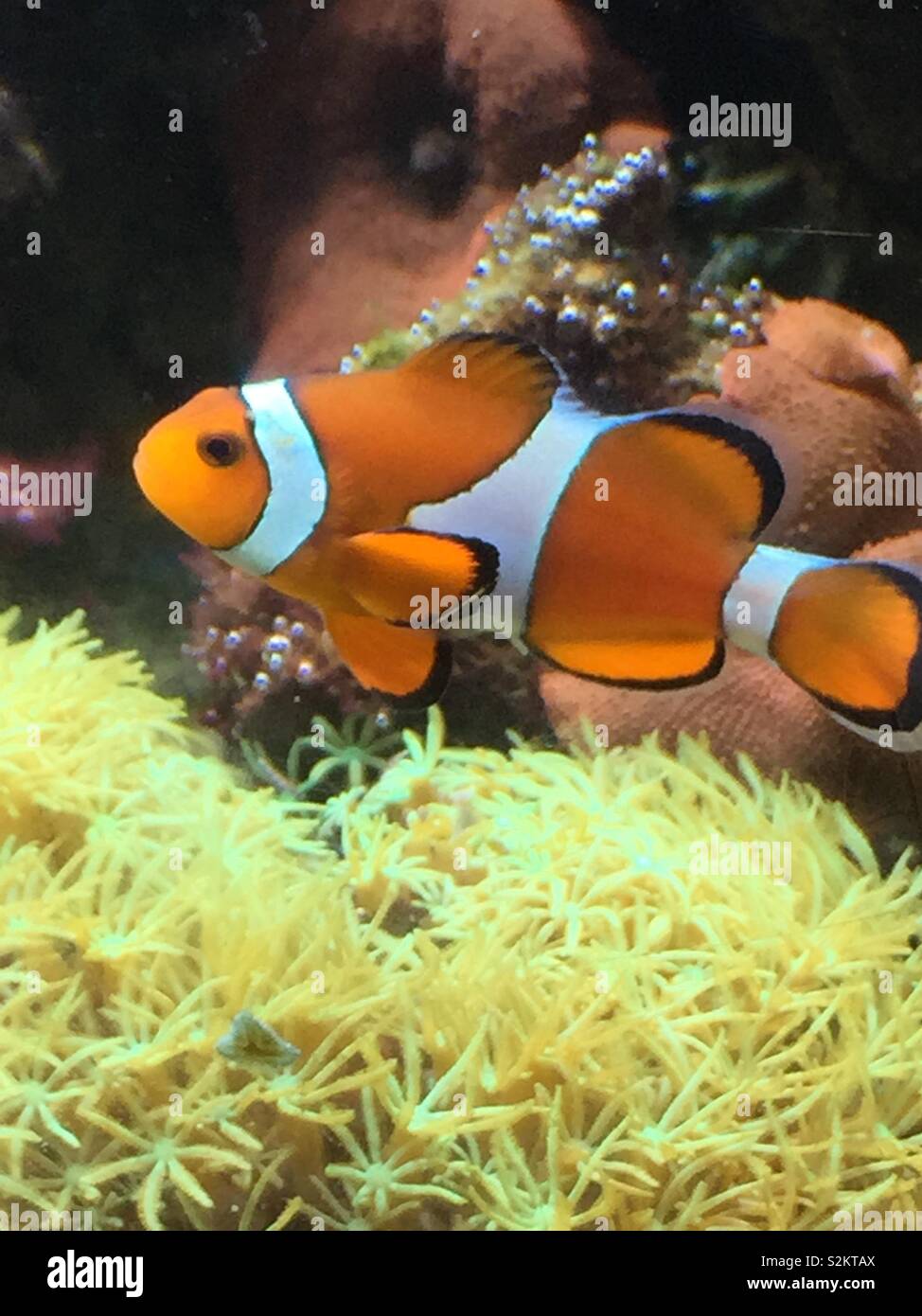 Clownfish fish hi-res stock photography and images - Alamy