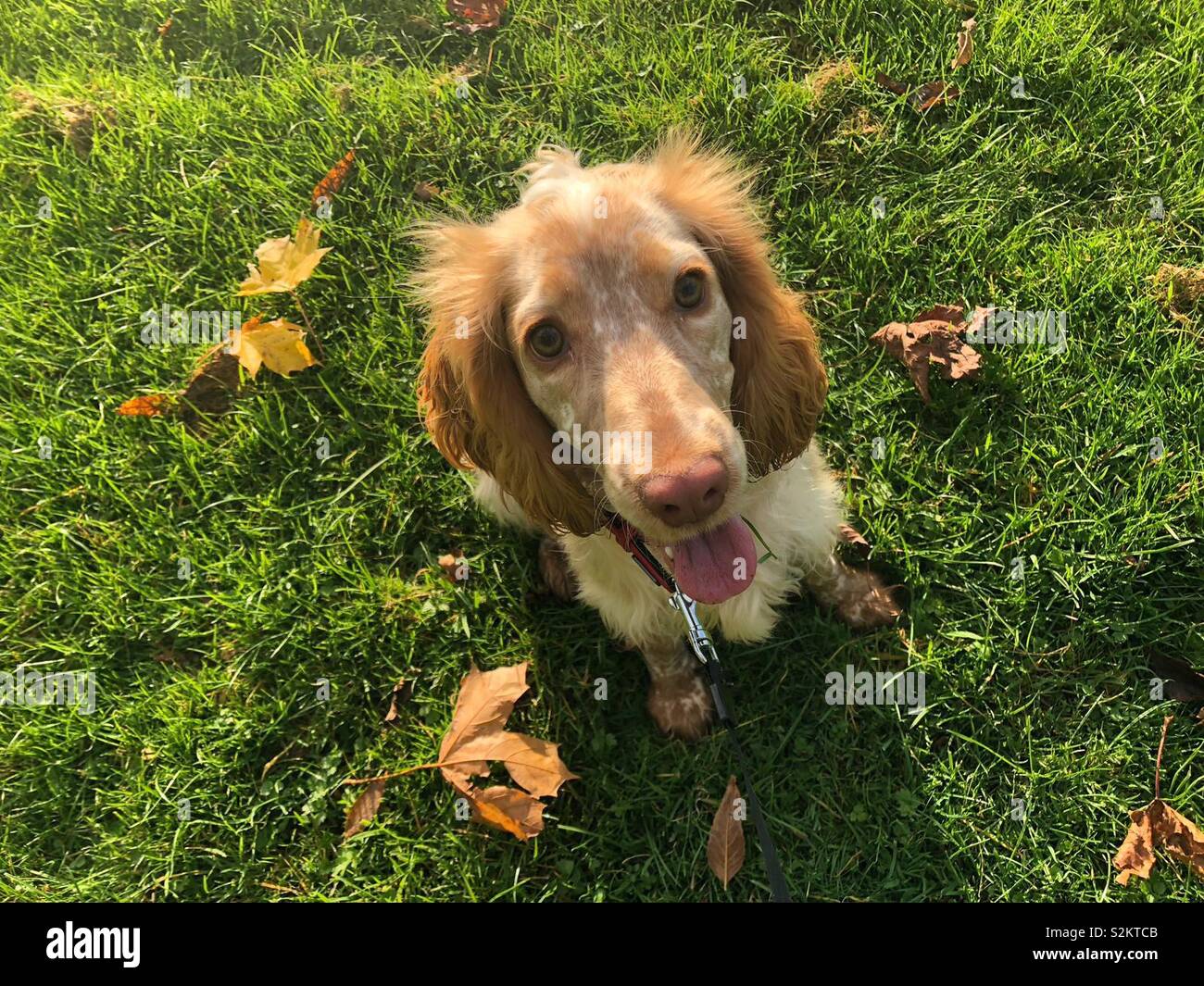 Hiya hi-res stock photography and images - Alamy