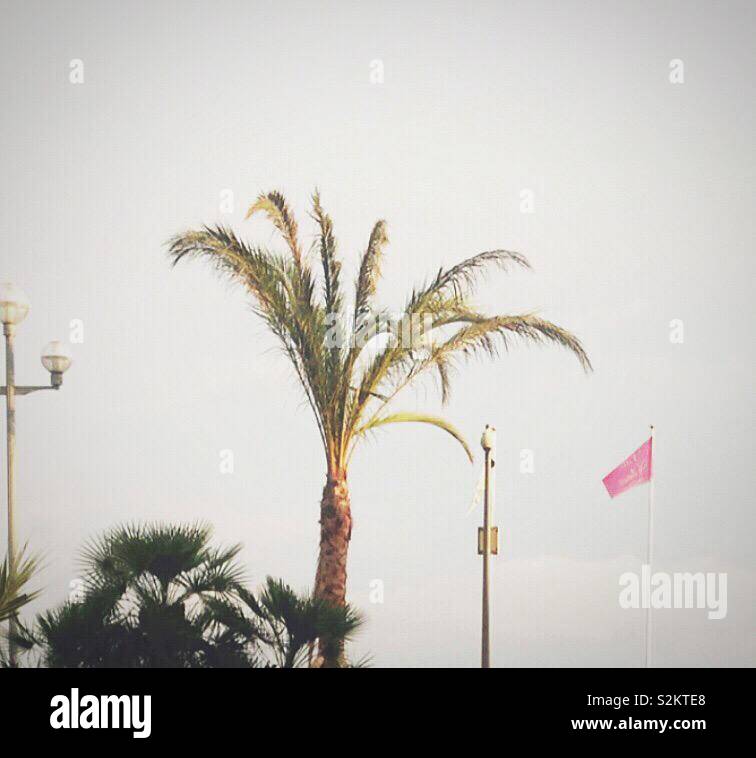 Palm tree rising above Stock Photo - Alamy