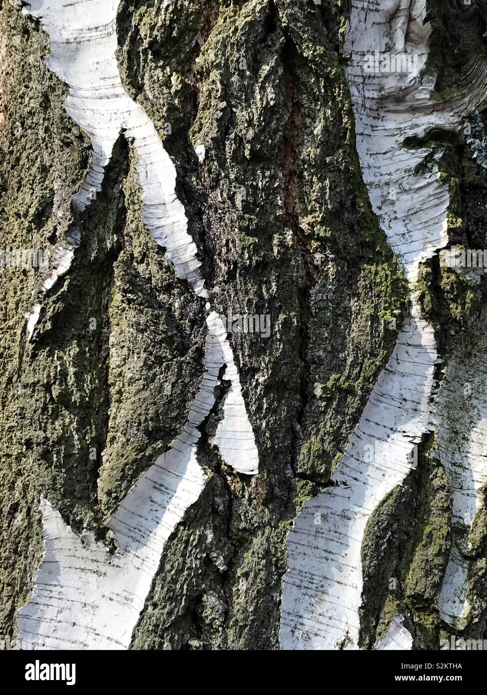 Birch bark texture hi-res stock photography and images - Alamy