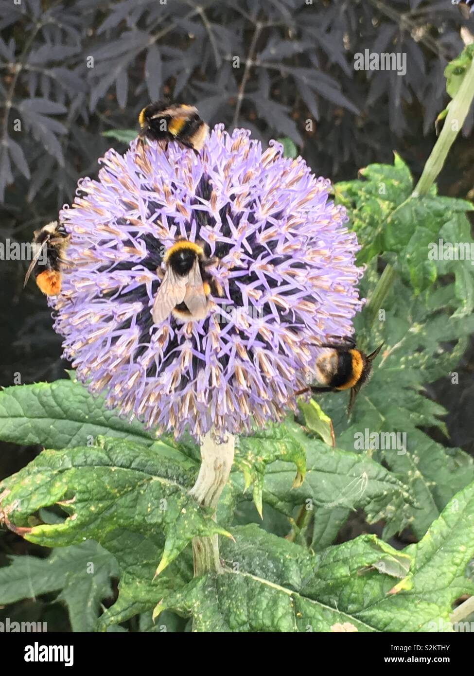 Buzzing hi-res stock photography and images - Alamy