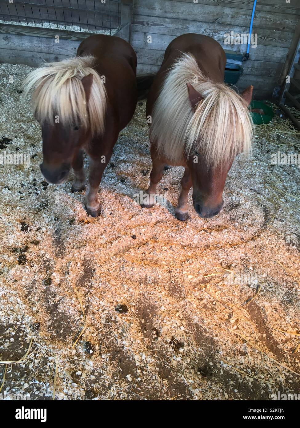 Stable for animals hi-res stock photography and images - Alamy