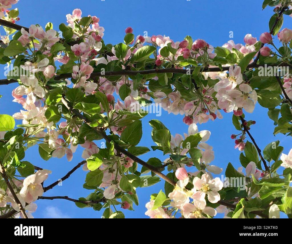Apple tree in bloom Stock Photo - Alamy