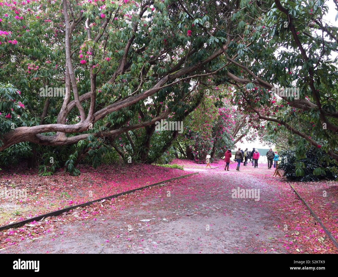 Pink blossom walkways Stock Photo - Alamy