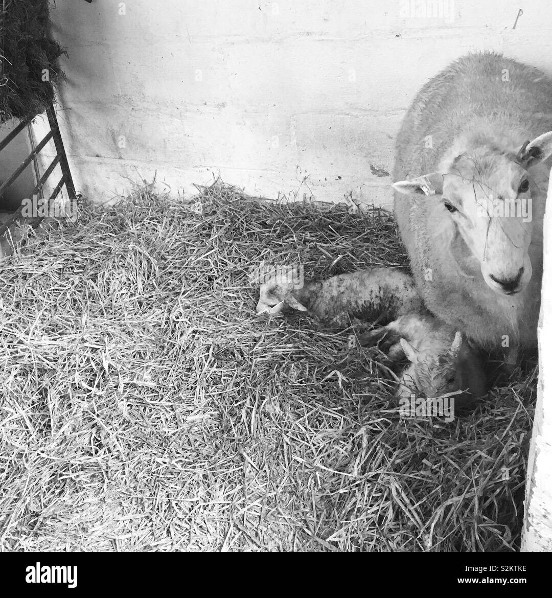 New born animals hi-res stock photography and images - Alamy