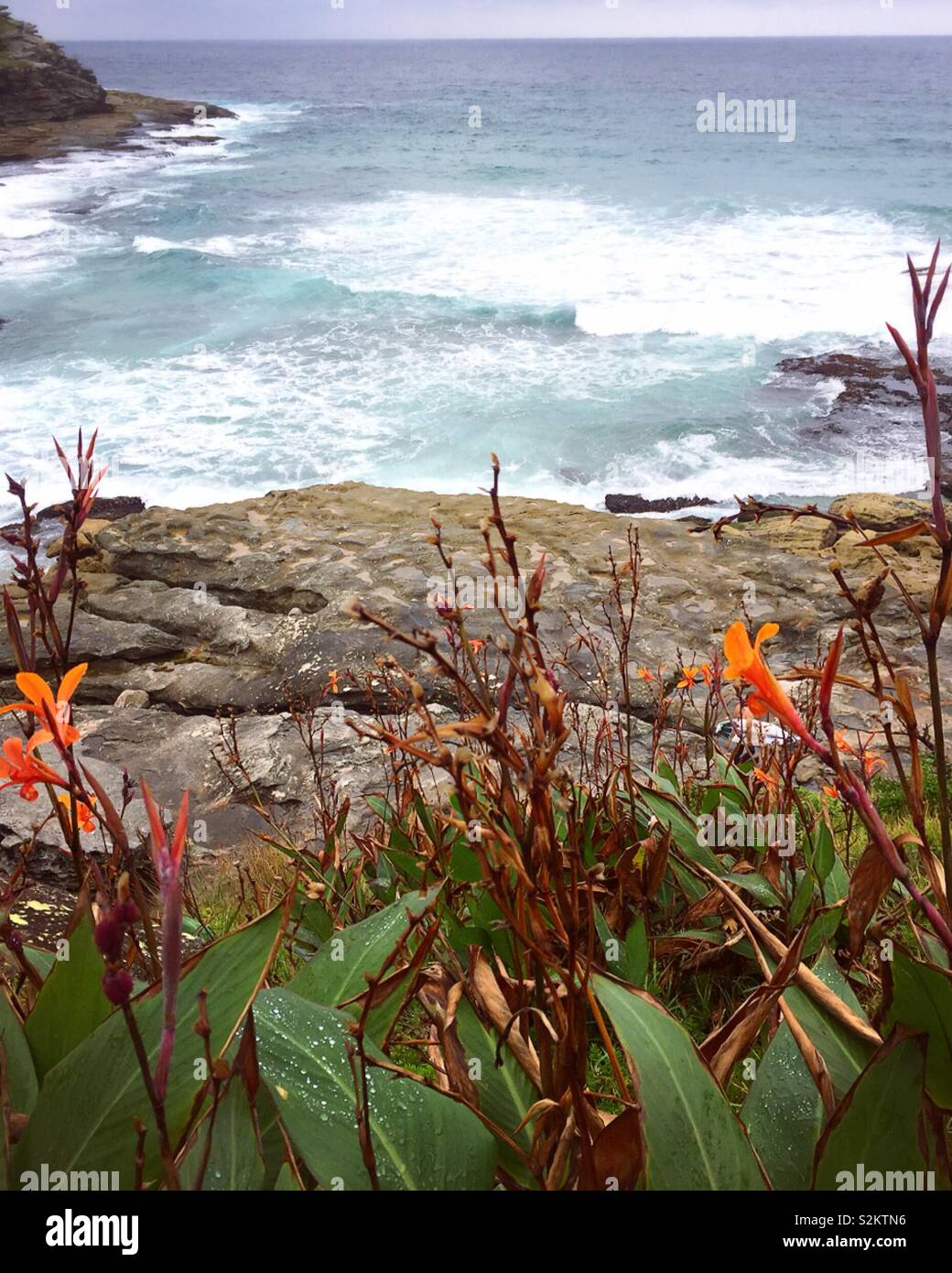 Bondi flowers hi-res stock photography and images - Alamy