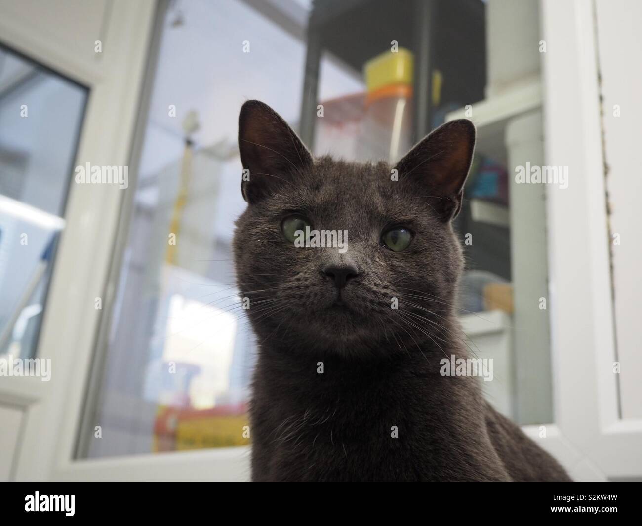 Beautiful grey cat hi-res stock photography and images - Alamy