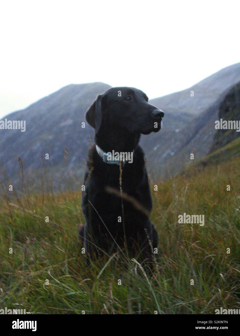 Beautiful Labrador in a stunning mountain setting Stock Photo - Alamy