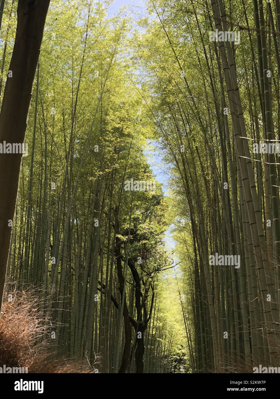 Bamboo grove sunlight hi-res stock photography and images - Alamy