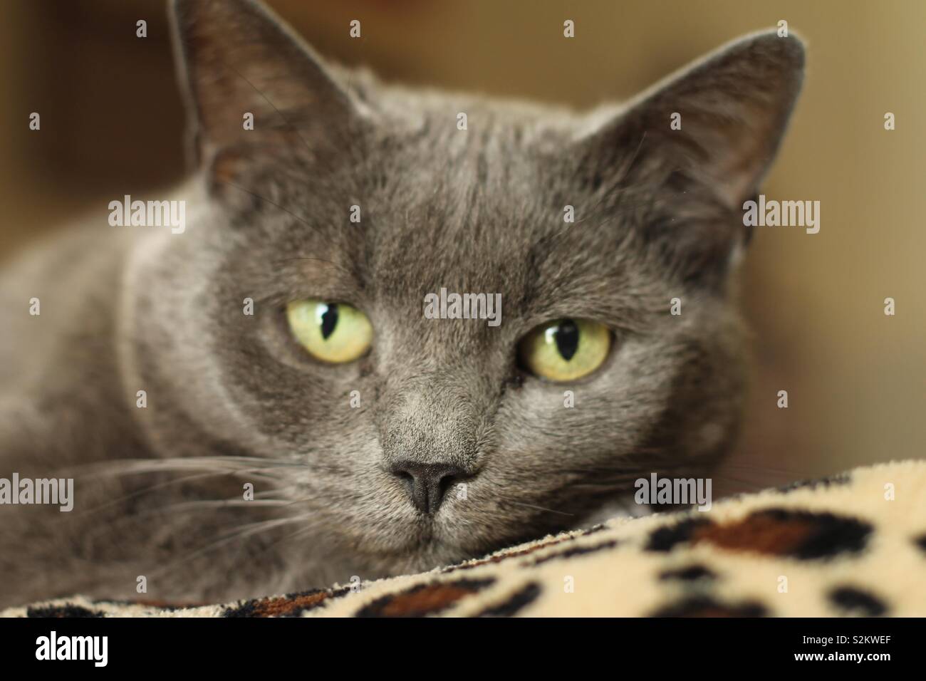 Gorgeous grey cat face Stock Photo - Alamy