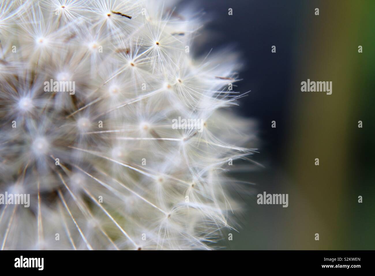 Fluffy clock hi-res stock photography and images - Alamy