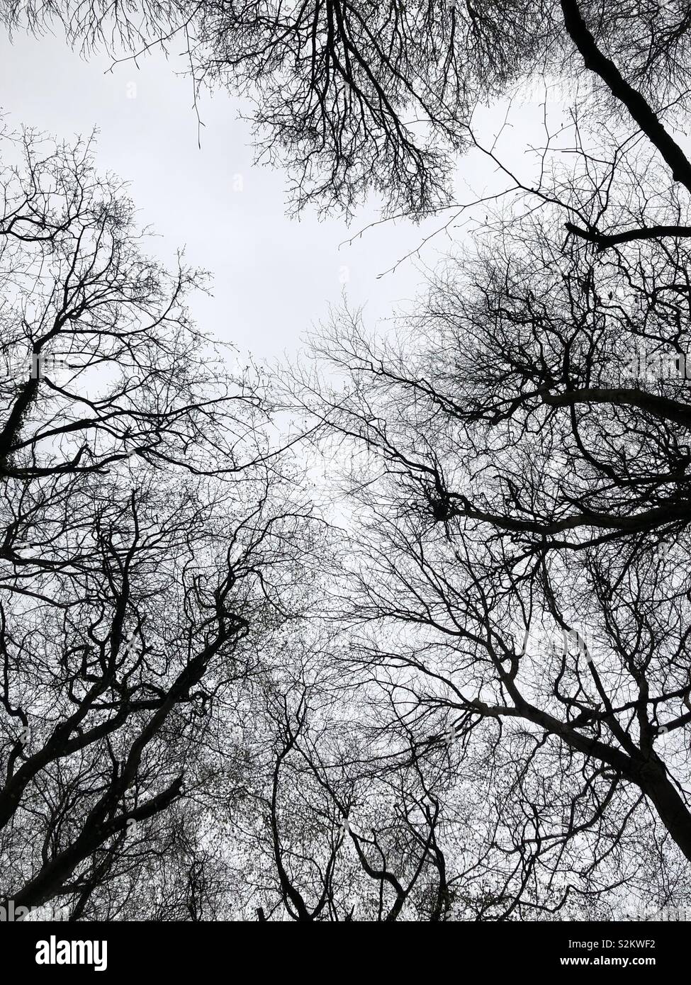 Grey trees hi-res stock photography and images - Alamy