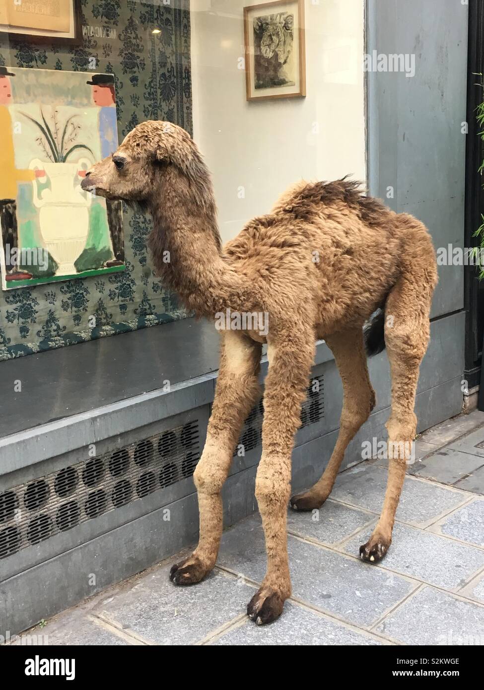 Camel art hi-res stock photography and images - Alamy