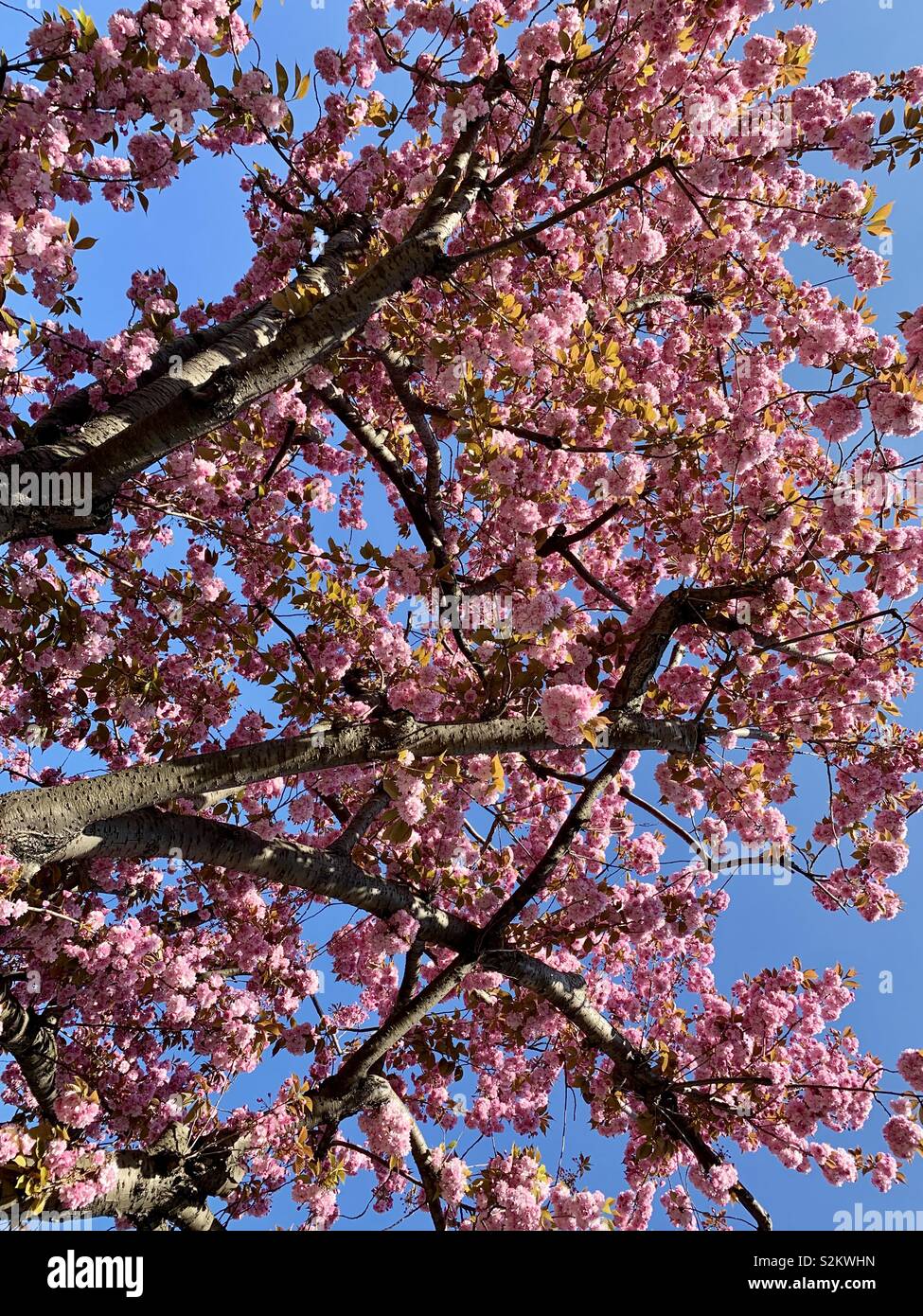 Spring blossom tree in London Stock Photo - Alamy