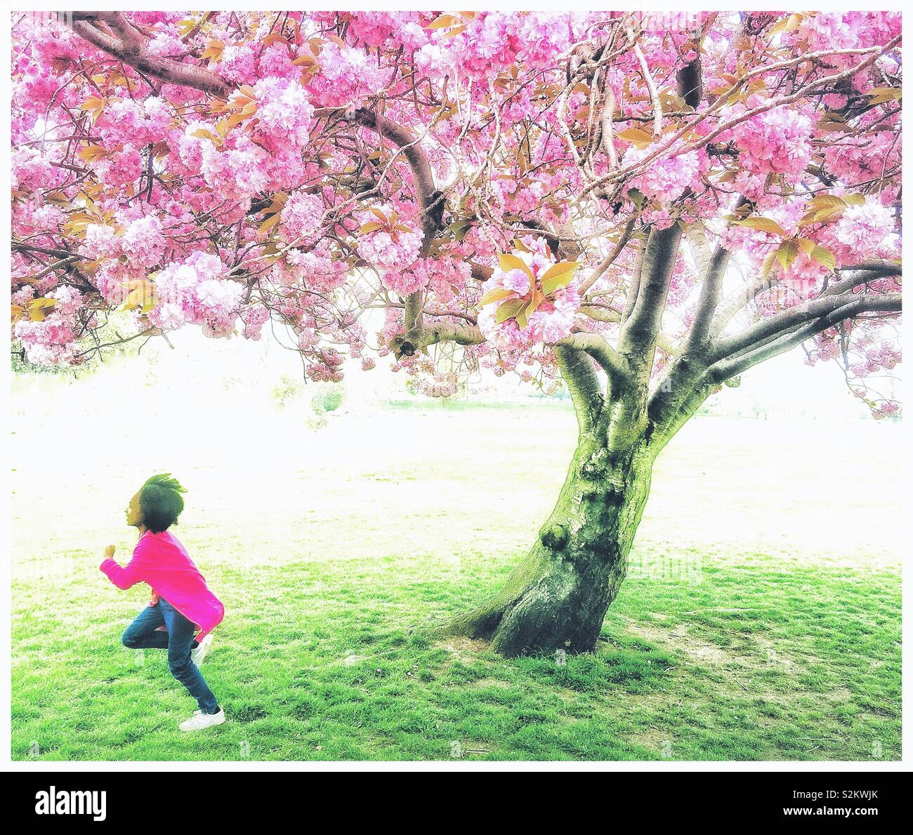 A young girl runs past a tree full of pink blossom Stock Photo - Alamy