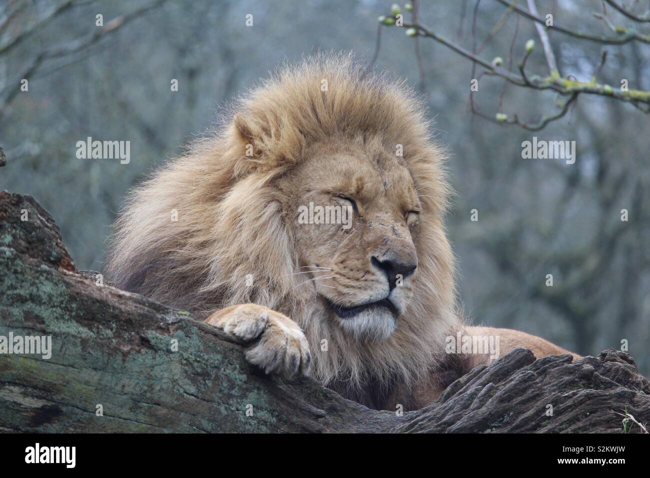 Longleat The Lion King High Resolution Stock Photography and Images - Alamy