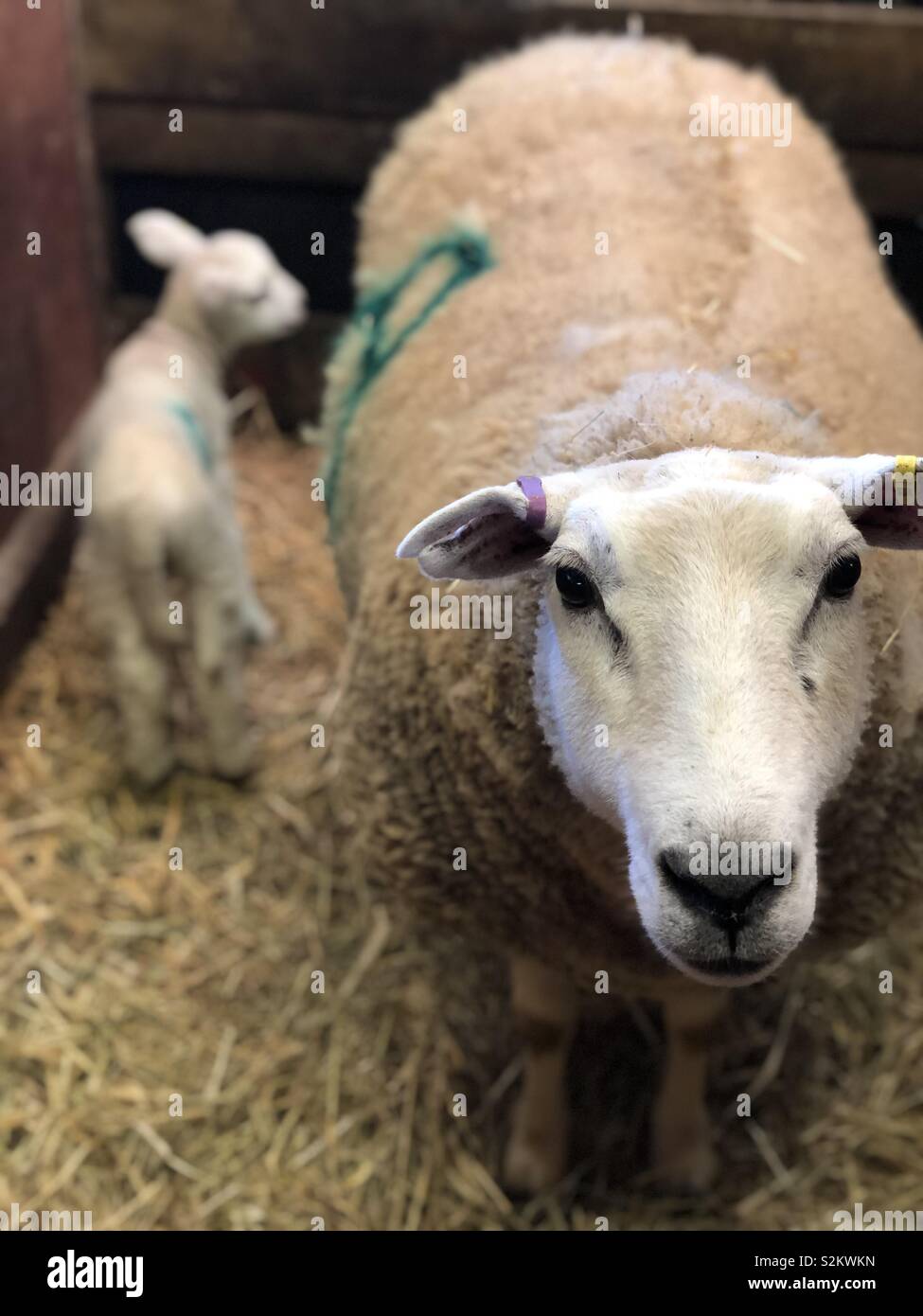 Sheep and lamb together hi-res stock photography and images - Alamy