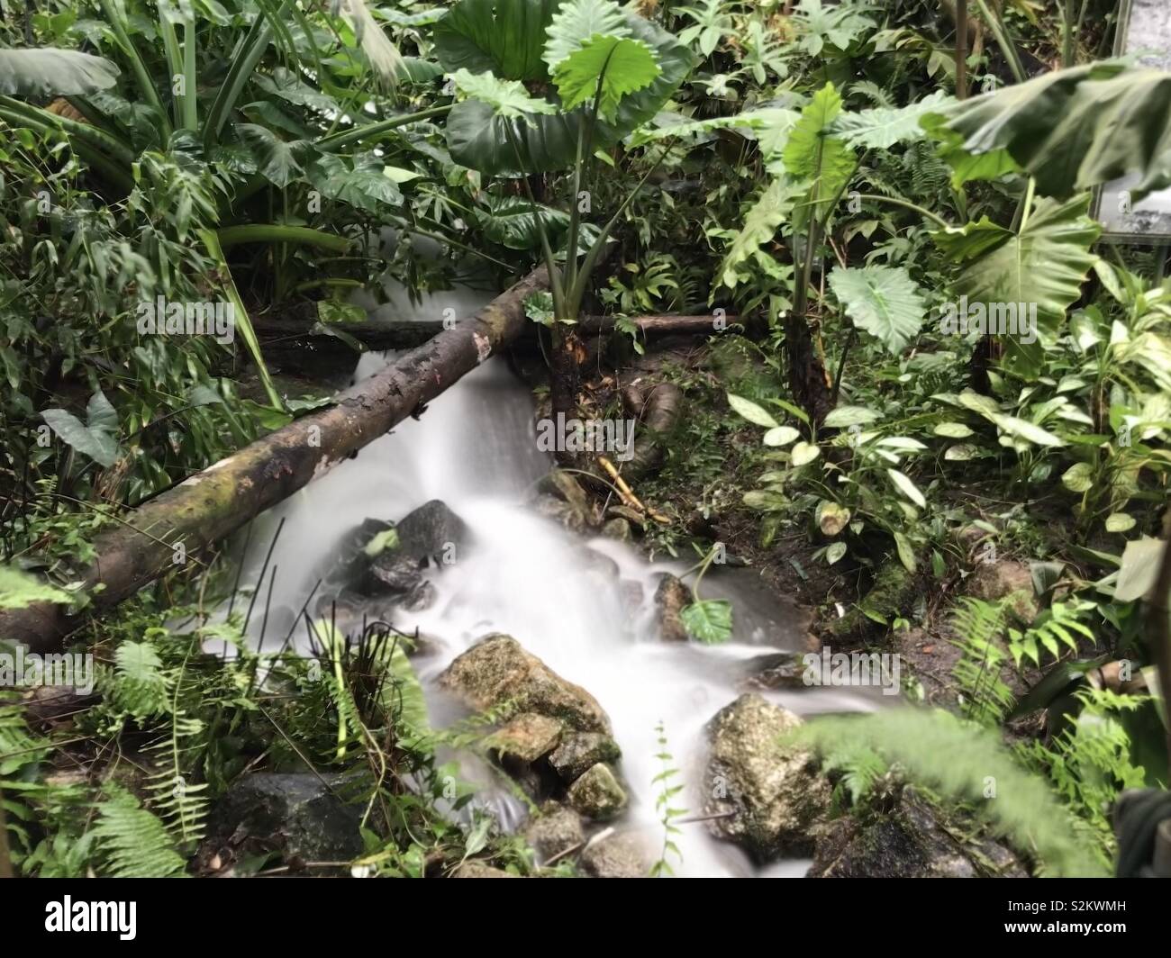Stream trickling through dense green vegetation Stock Photo - Alamy