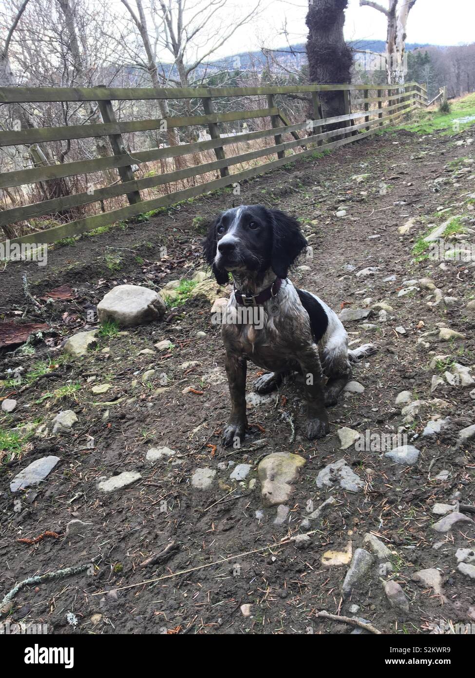 Muddy puppy hi-res stock photography and images - Alamy