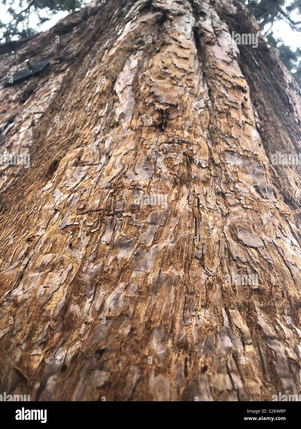 Tall old tree hi-res stock photography and images - Alamy