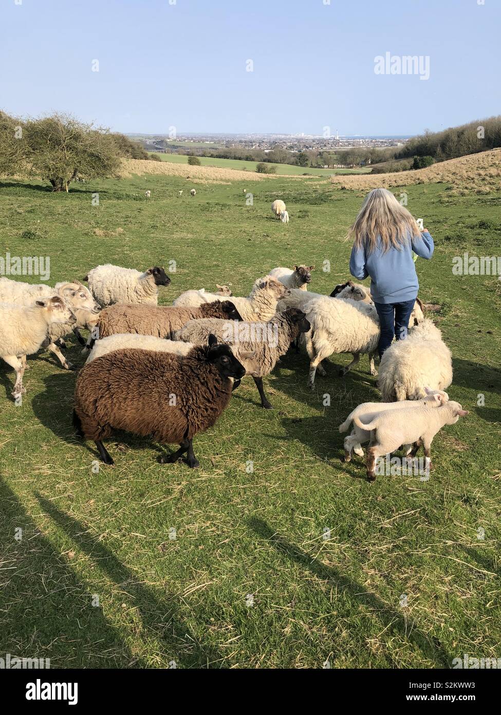 Sheep and owner hi-res stock photography and images - Alamy