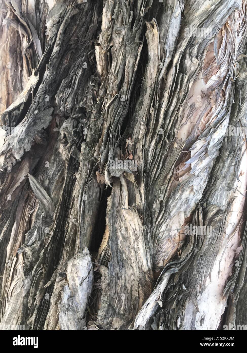 Old aged tree hi-res stock photography and images - Alamy