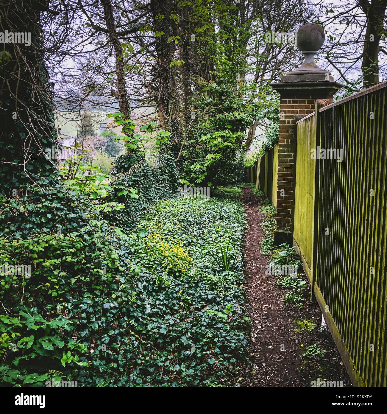 Secluded path between fence and ivy-covered grounds Stock Photo - Alamy