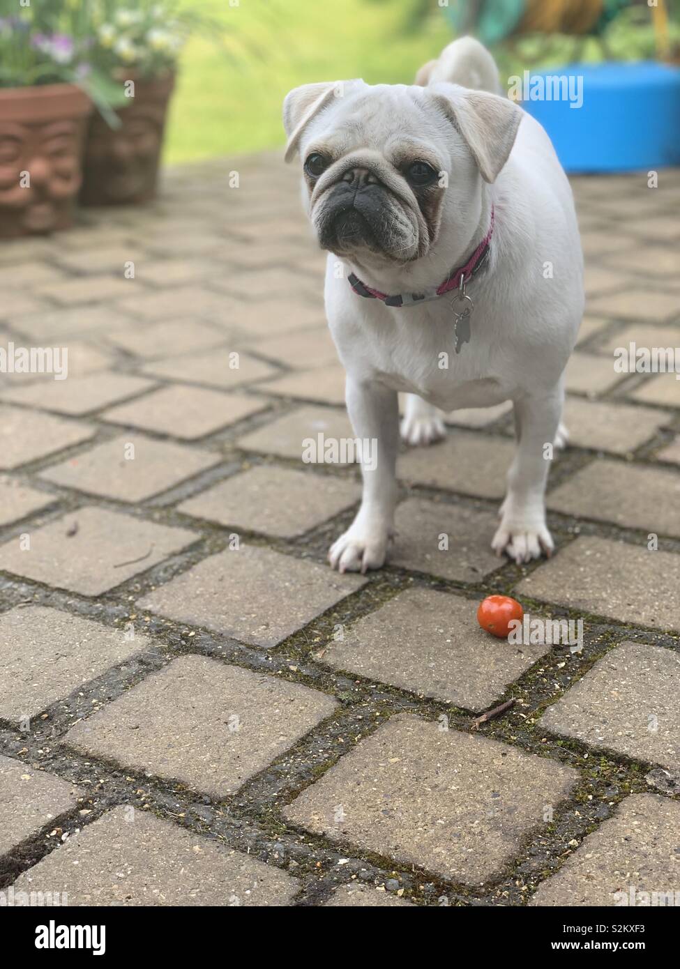 White pug hi-res stock photography and images - Alamy