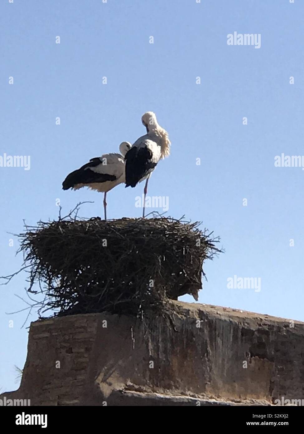 Resting birds hi-res stock photography and images - Alamy