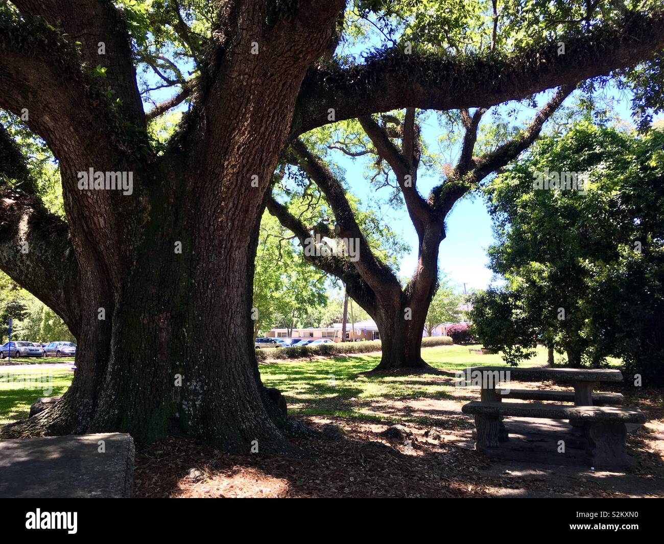 Majestic trees hi-res stock photography and images - Alamy