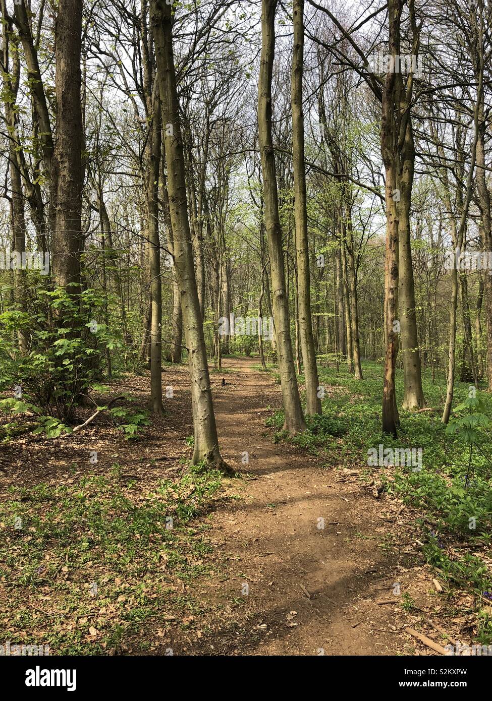 Stanmer park trees hi-res stock photography and images - Alamy