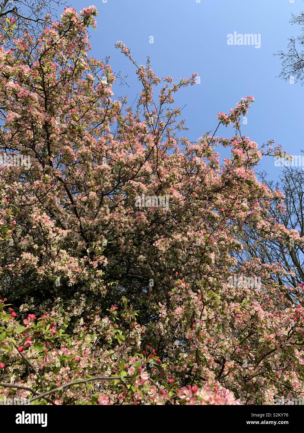 Pink blossom tree Stock Photo - Alamy