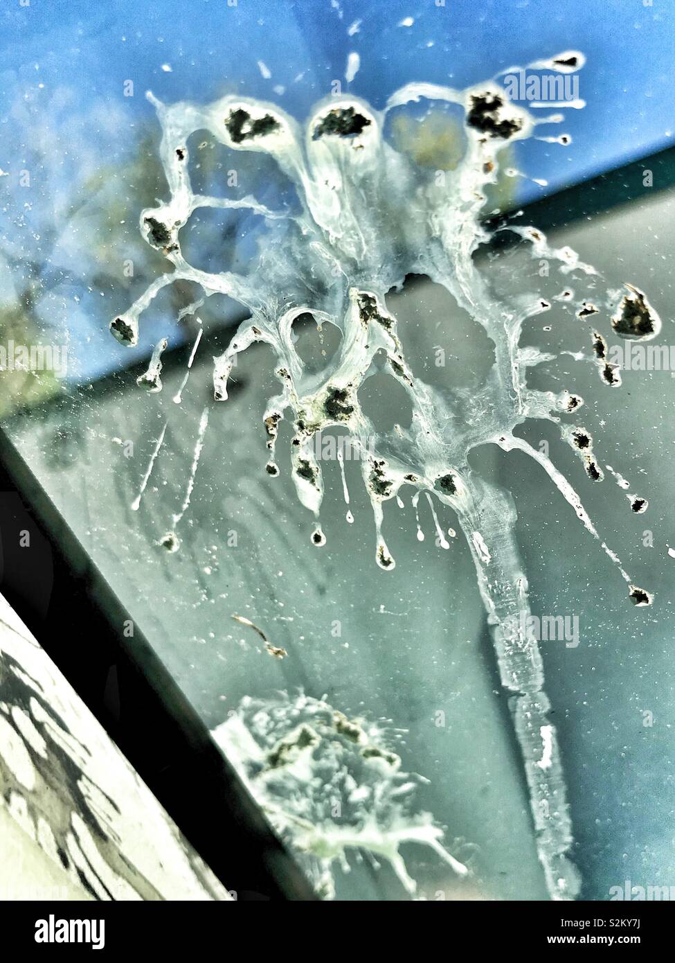 Skull-shaped bird poop on car windshield Stock Photo - Alamy